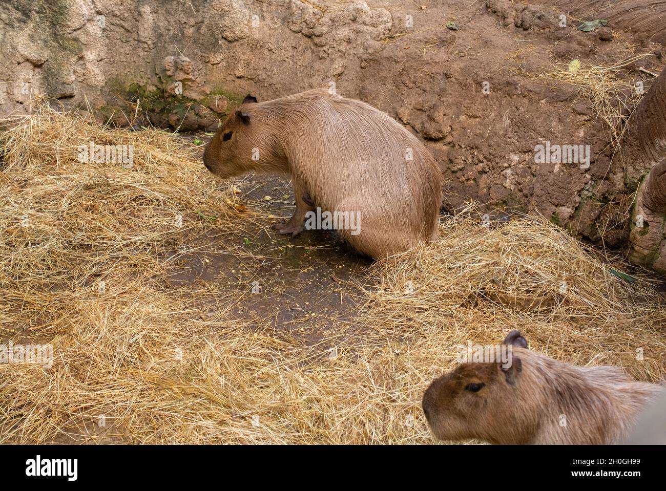 Common capybara hi-res stock photography and images - Alamy