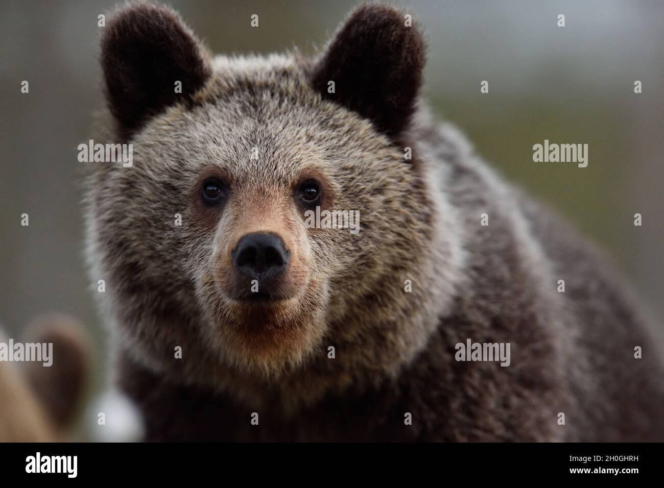Brown bear nose hi-res stock photography and images - Alamy