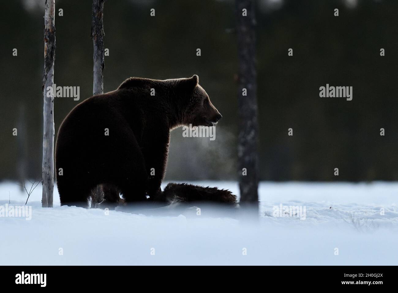 Moose carcass hi-res stock photography and images - Alamy