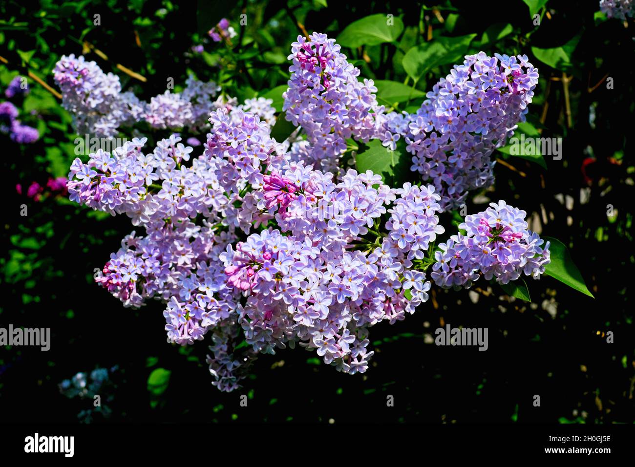 Lovely branches of spring lilac with green leaves Stock Photo - Alamy
