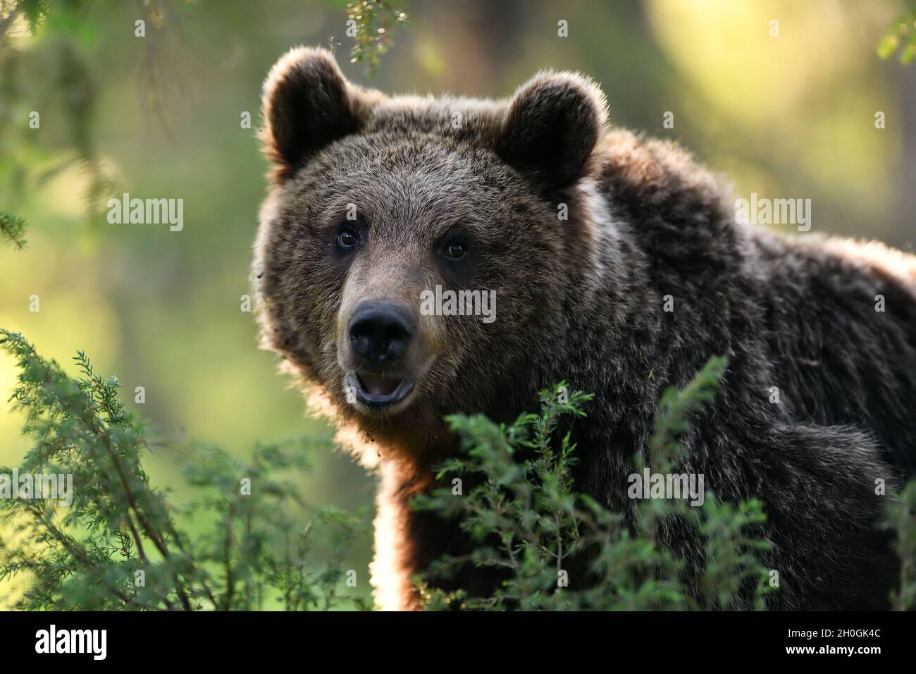 Portrait of grizzly bear hi-res stock photography and images - Alamy