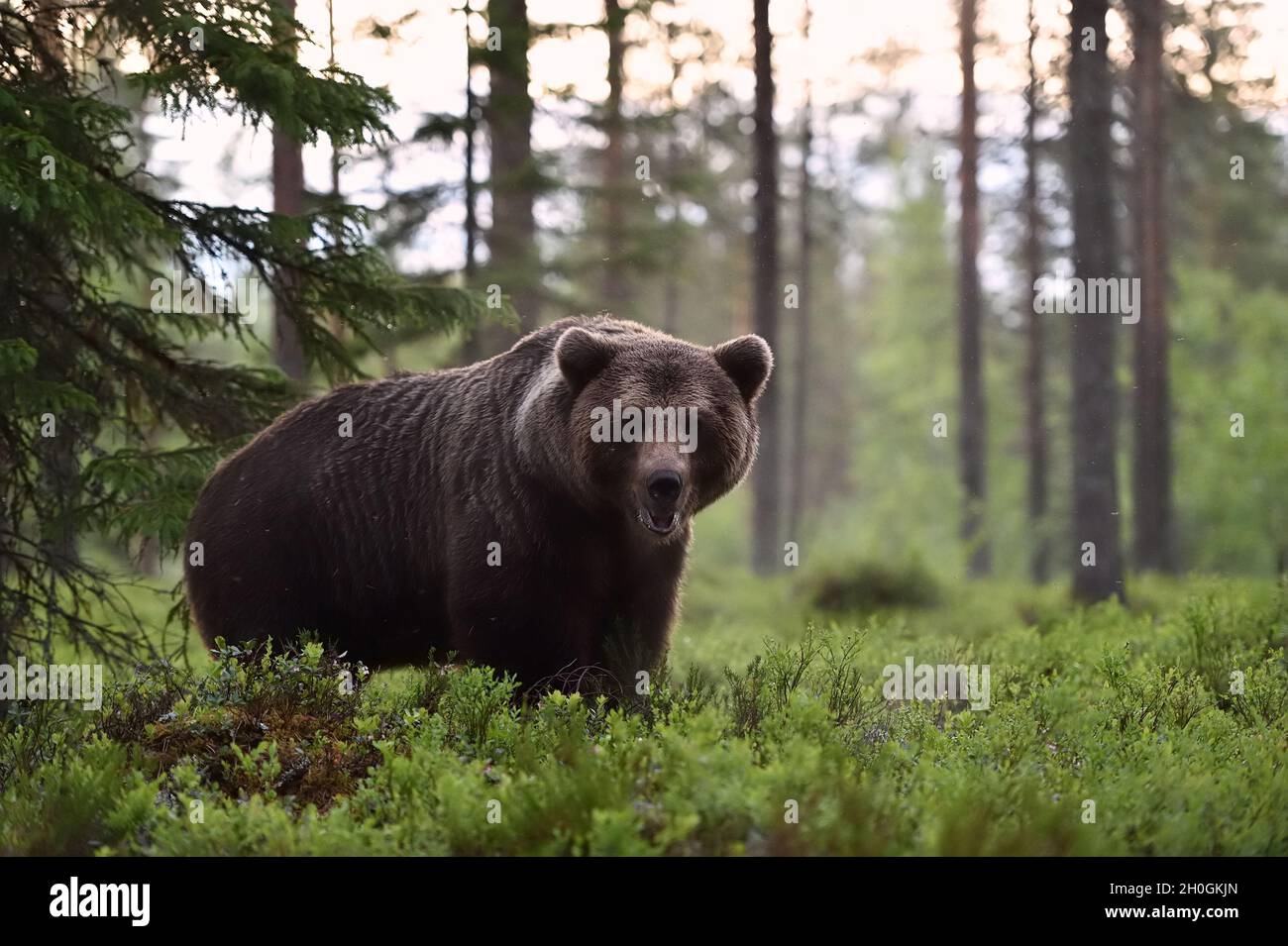 Bear in forest hi-res stock photography and images - Alamy