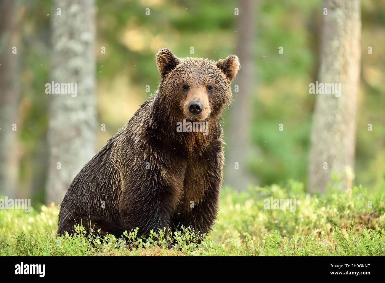 brown bear in forest environment Stock Photo - Alamy