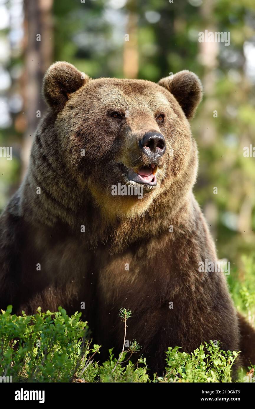 brown bear portrait in forest at summer Stock Photo - Alamy