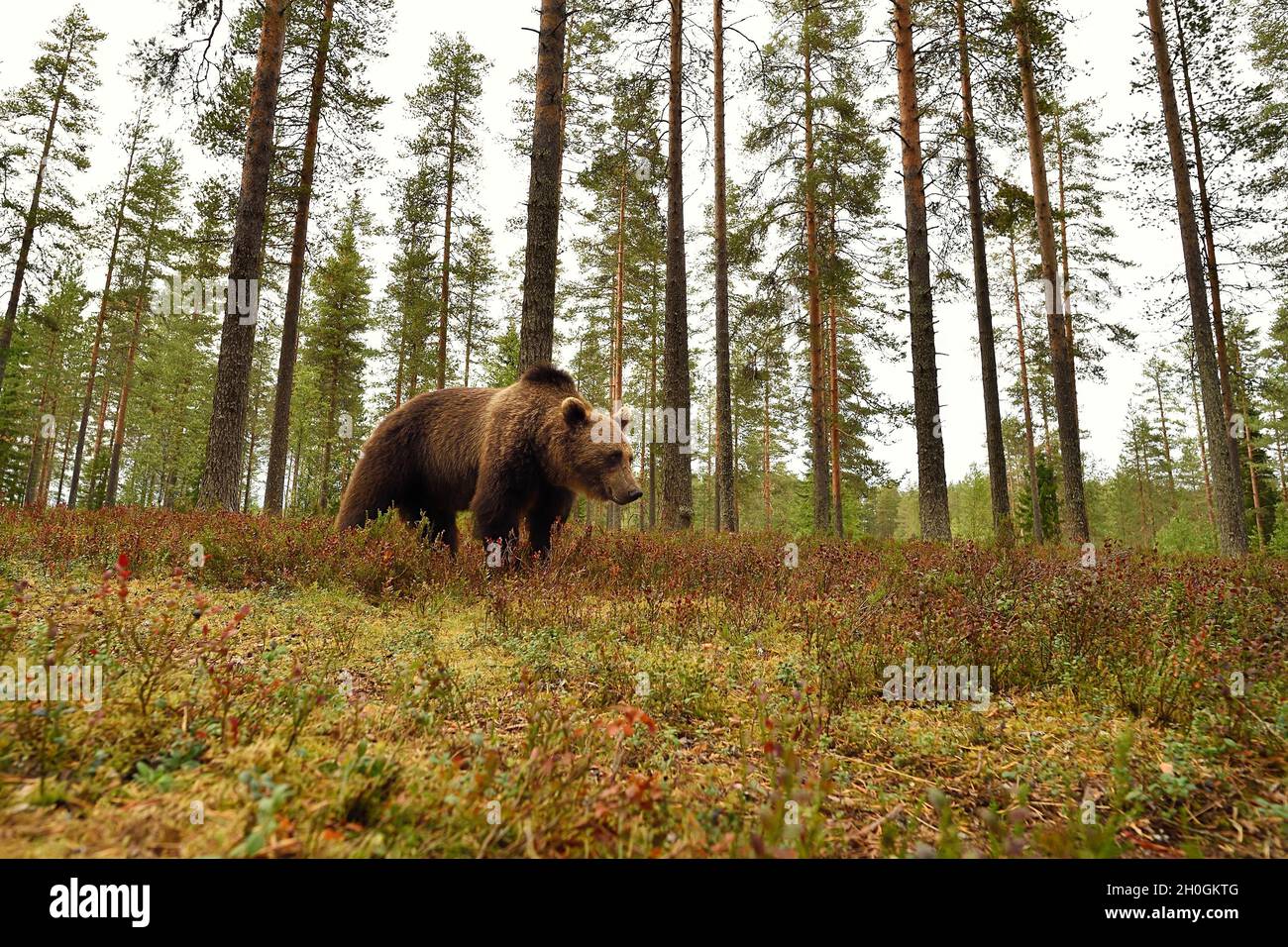 brown bear in forest environment Stock Photo - Alamy