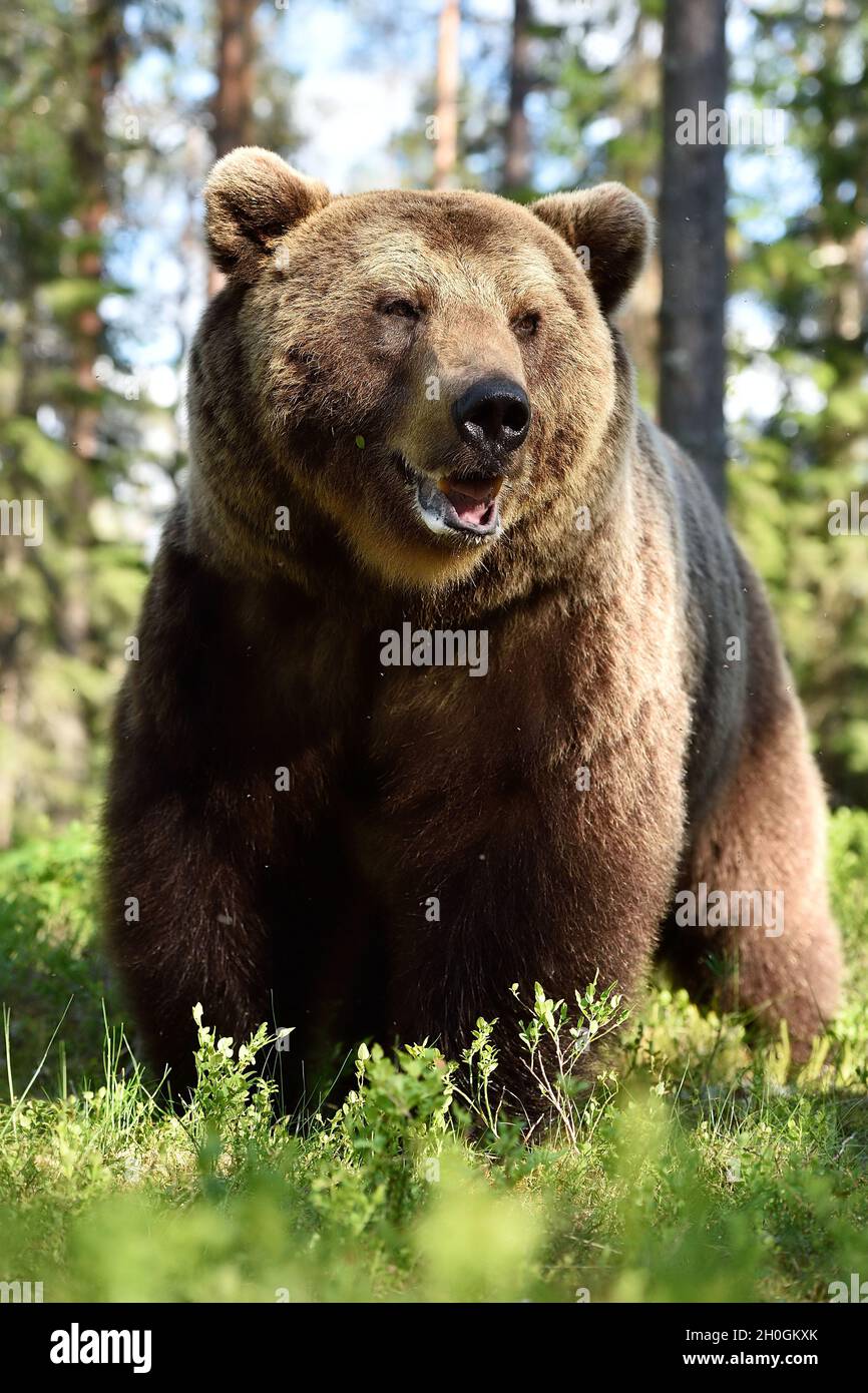 Brown bear portrait face hi-res stock photography and images - Alamy