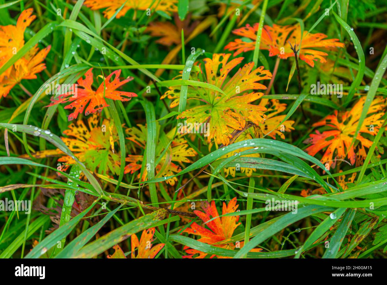 Background red blue green colors hi-res stock photography and images ...