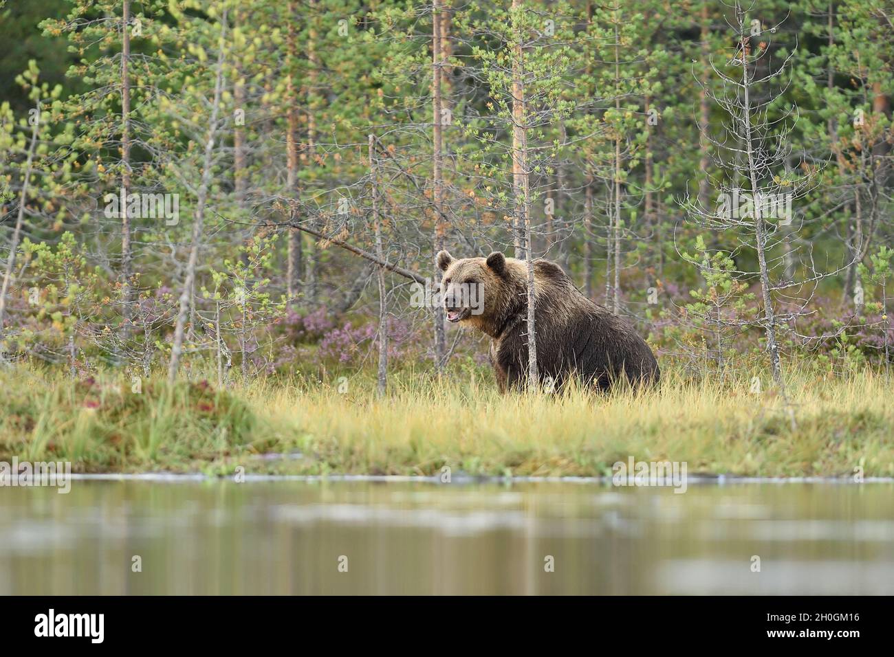 Brown bear resting in forest landscape at summer Stock Photo - Alamy