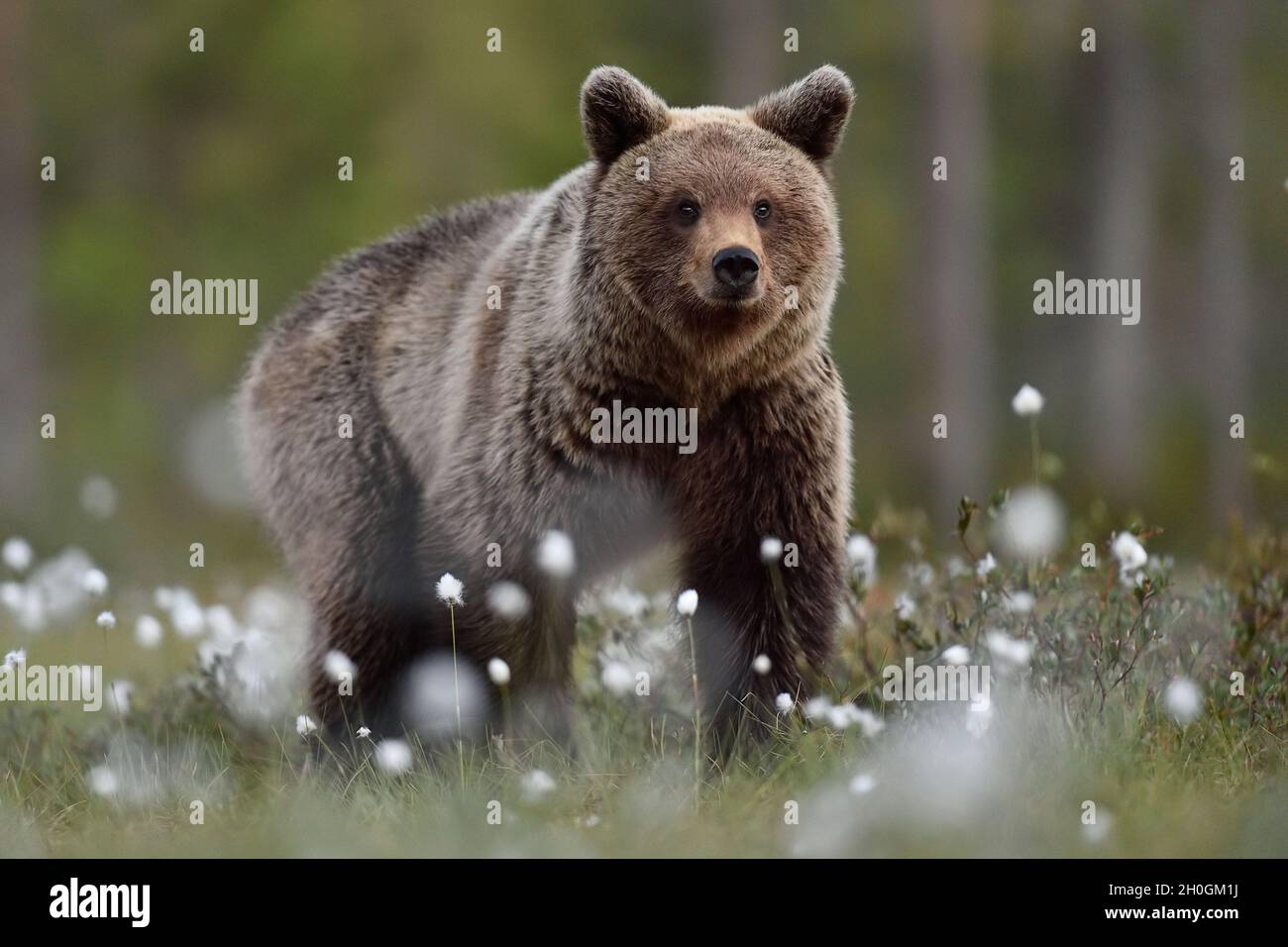 Cute brown bear hi-res stock photography and images - Alamy