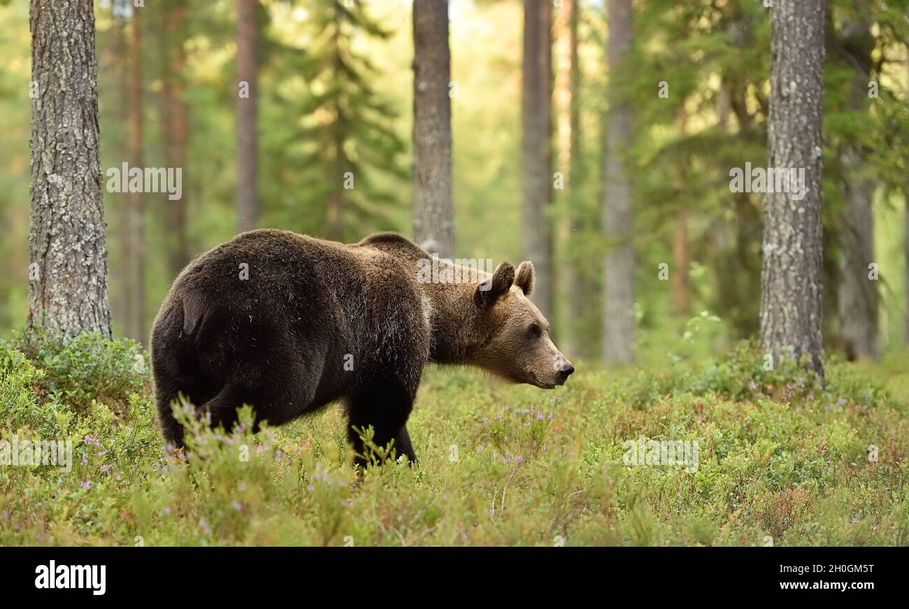 brown bear in forest environment Stock Photo - Alamy