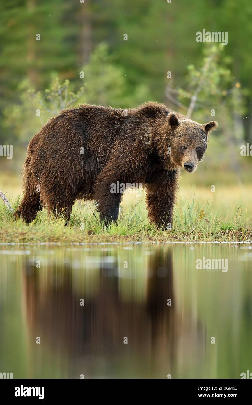 Dangerous bog hi-res stock photography and images - Alamy