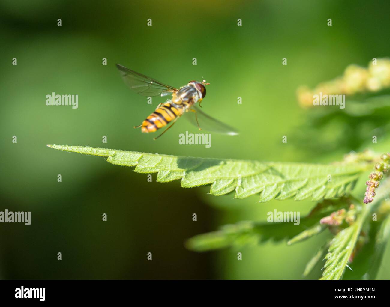 Closeup wasp hi-res stock photography and images - Alamy