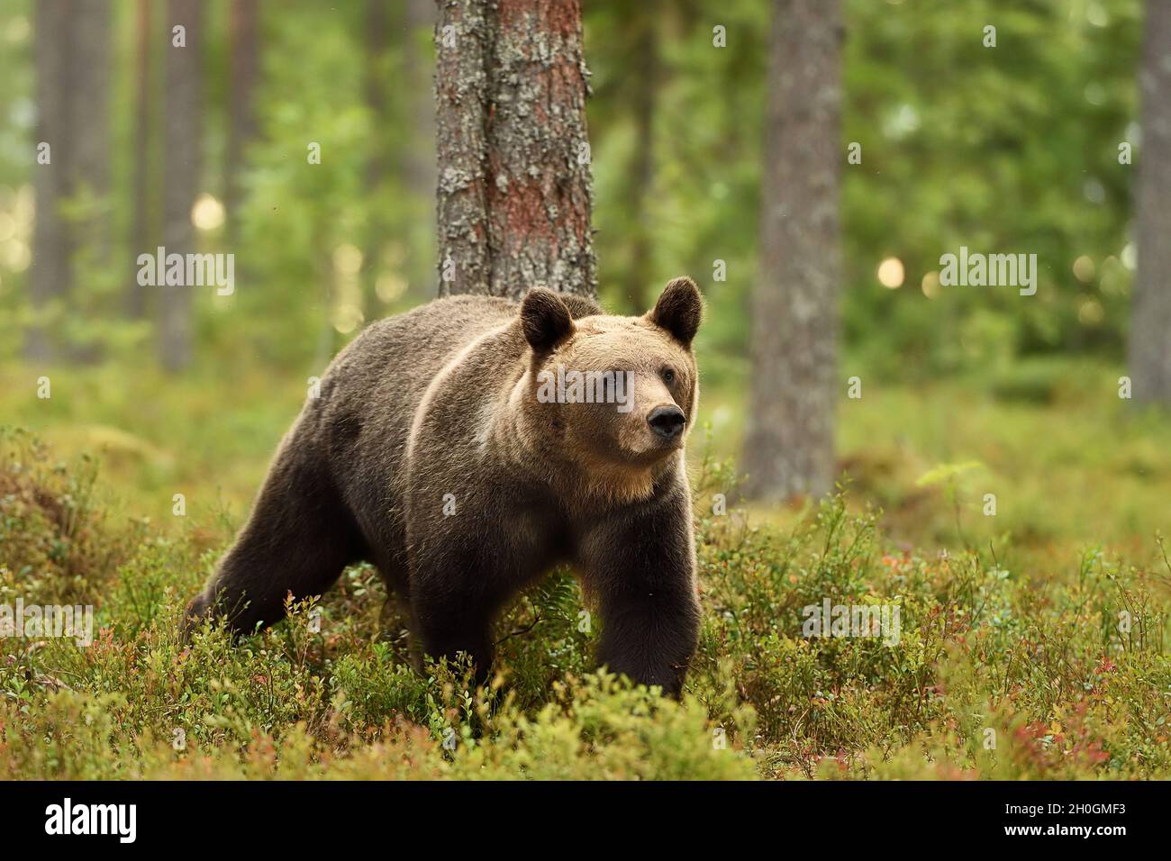 bear in a forest landscape Stock Photo - Alamy