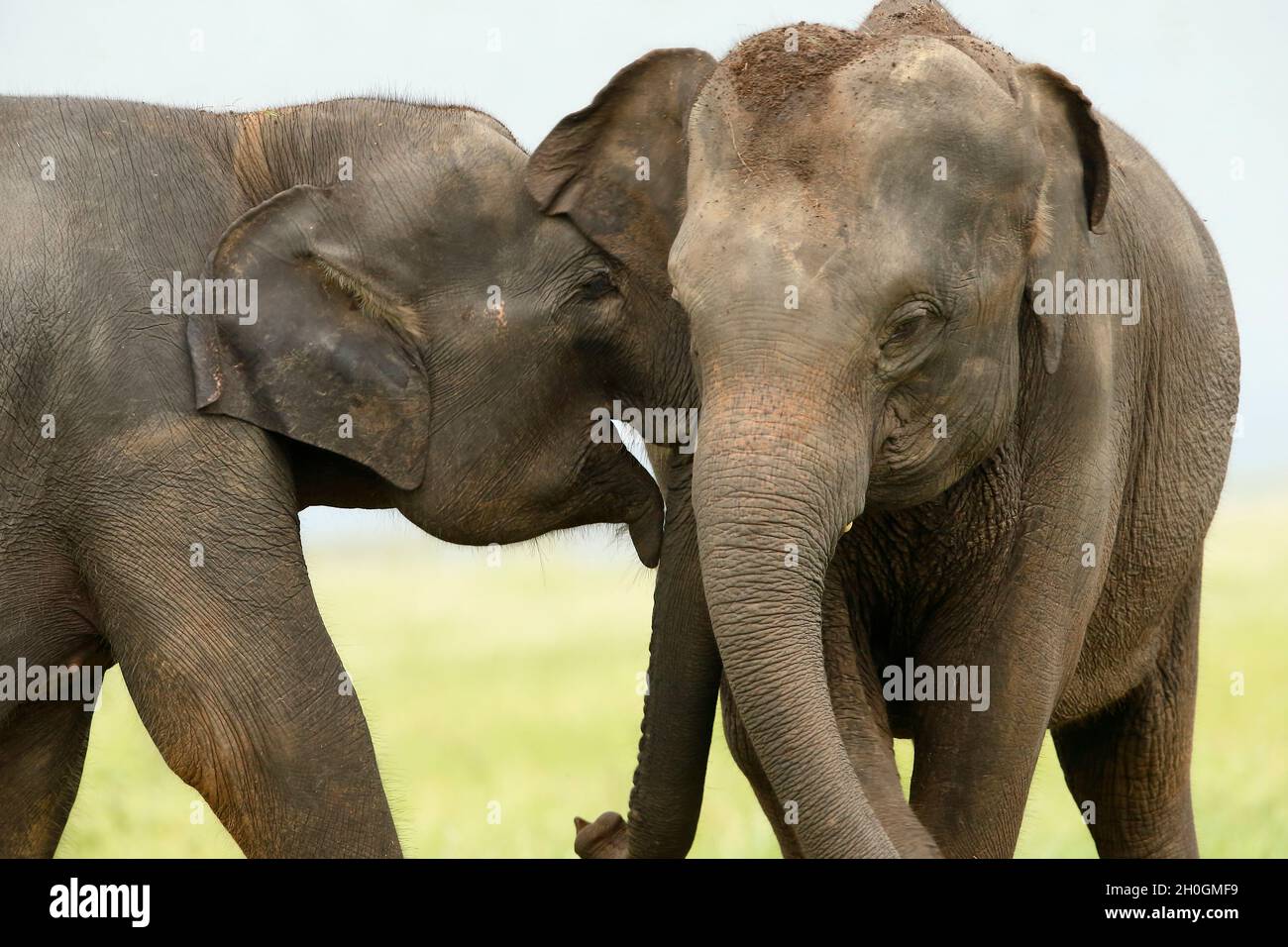 Asian elephants in jungle hi-res stock photography and images - Alamy