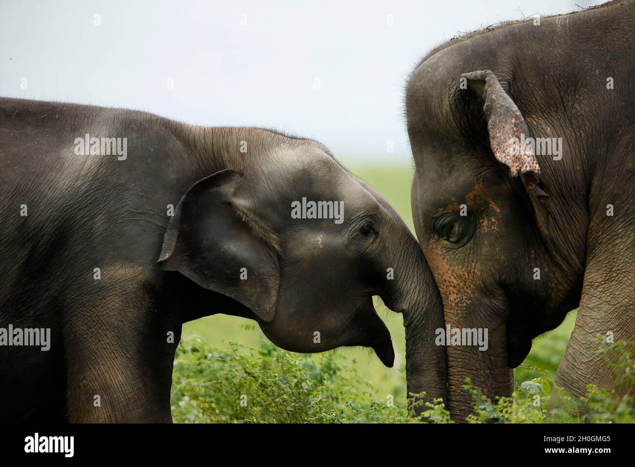 Asian elephant safari hi-res stock photography and images - Alamy