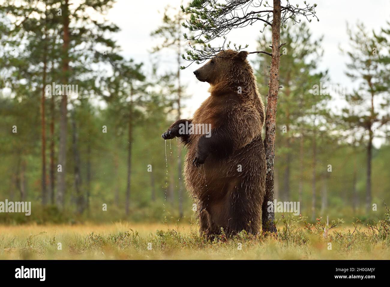 Bear scratching tree hi-res stock photography and images - Alamy
