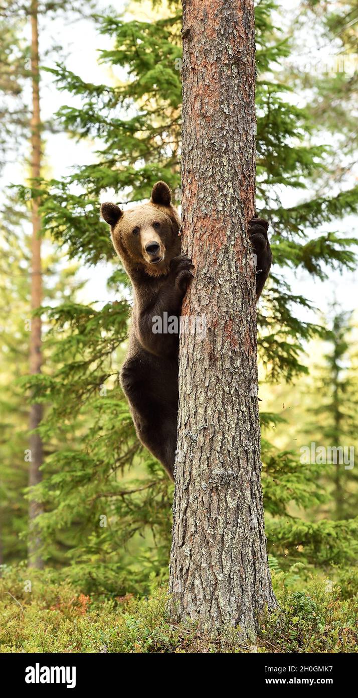Bear hugging tree hi-res stock photography and images - Alamy