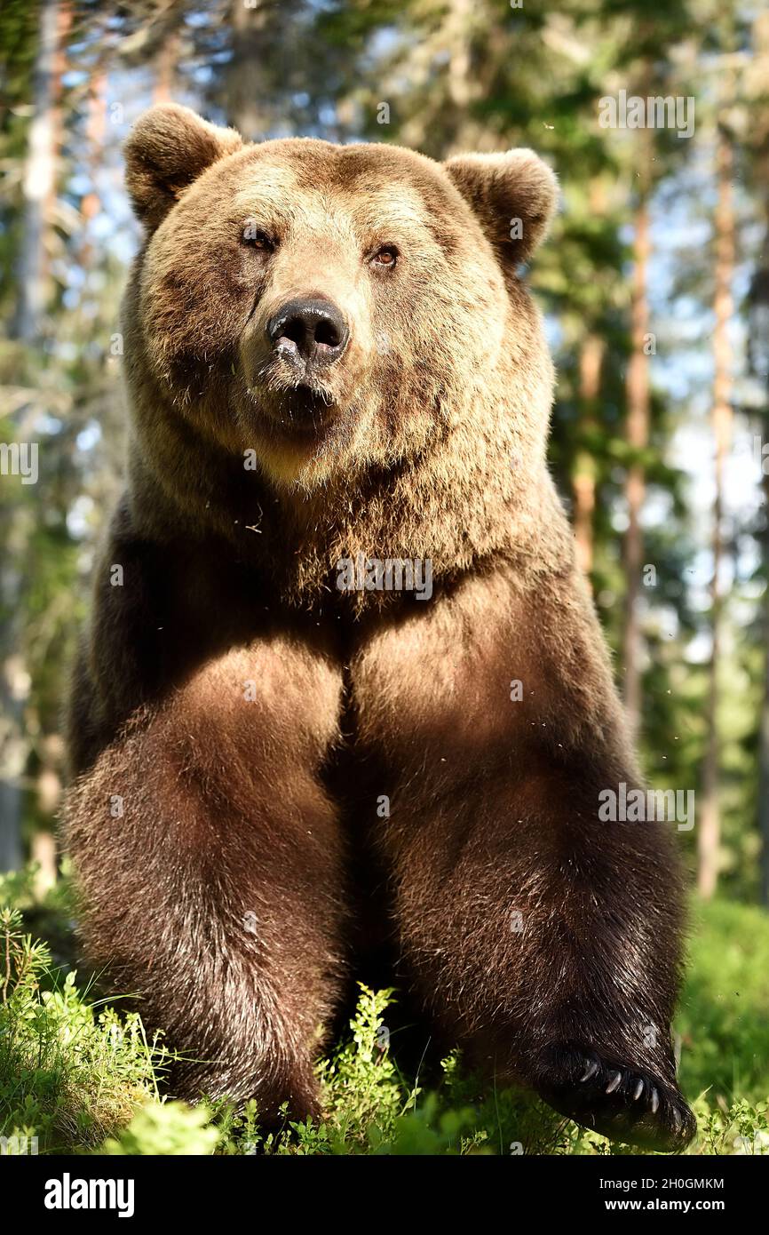 Brown bear closeup with claws Stock Photo - Alamy
