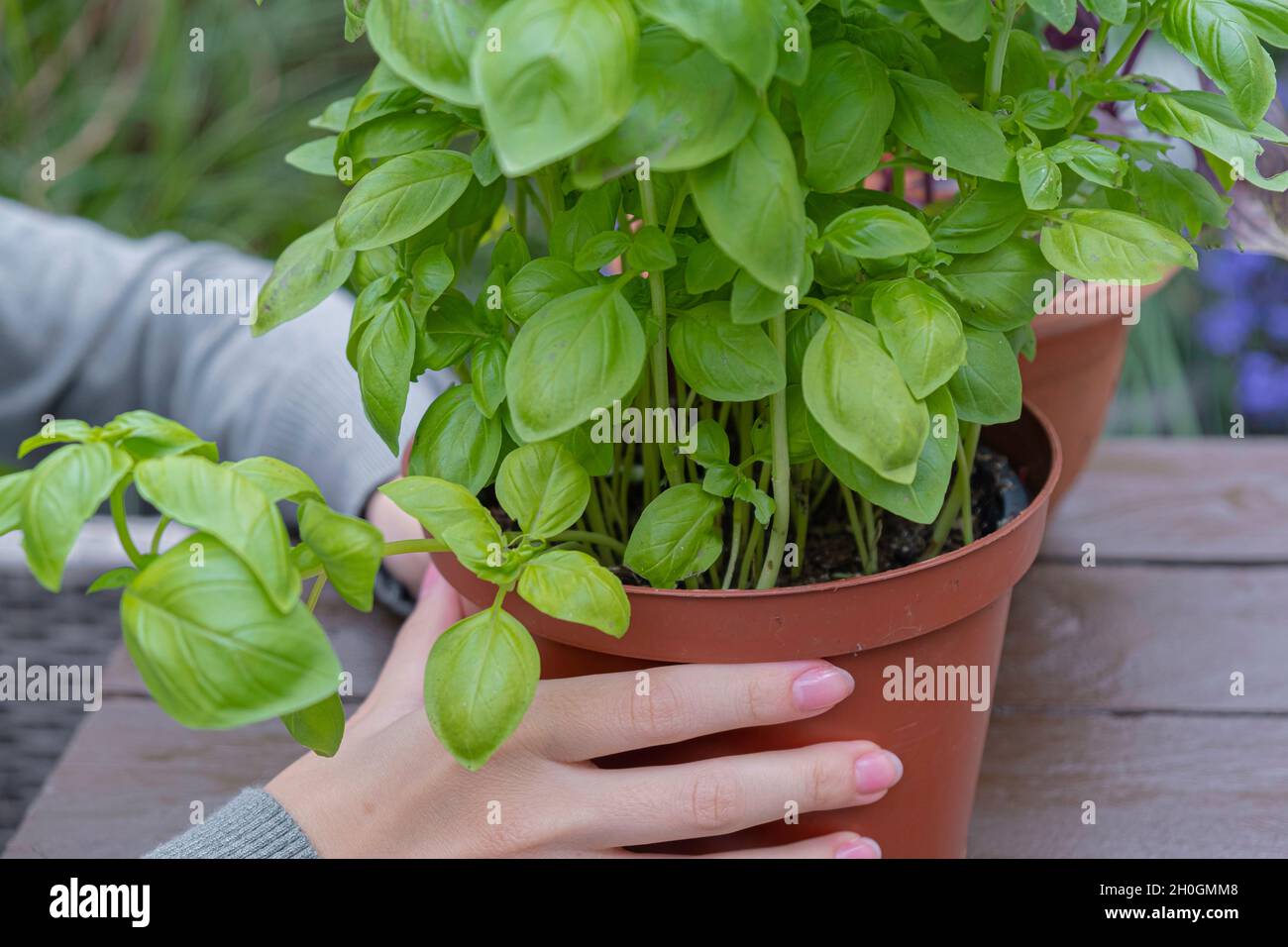 Planting a basil bush. Home herb garden Stock Photo - Alamy