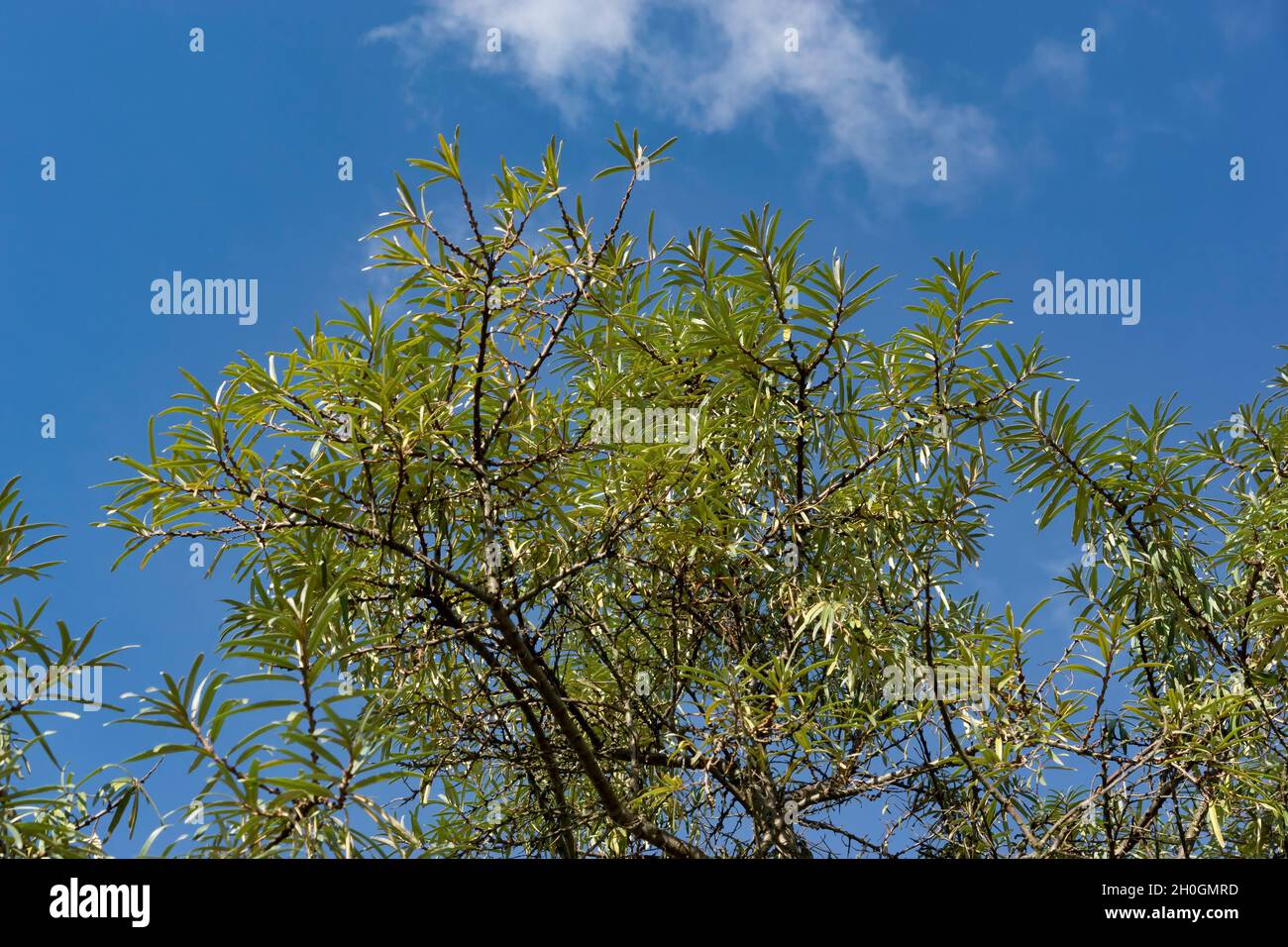 Green sea buckthorn tree on blue sky background Stock Photo - Alamy