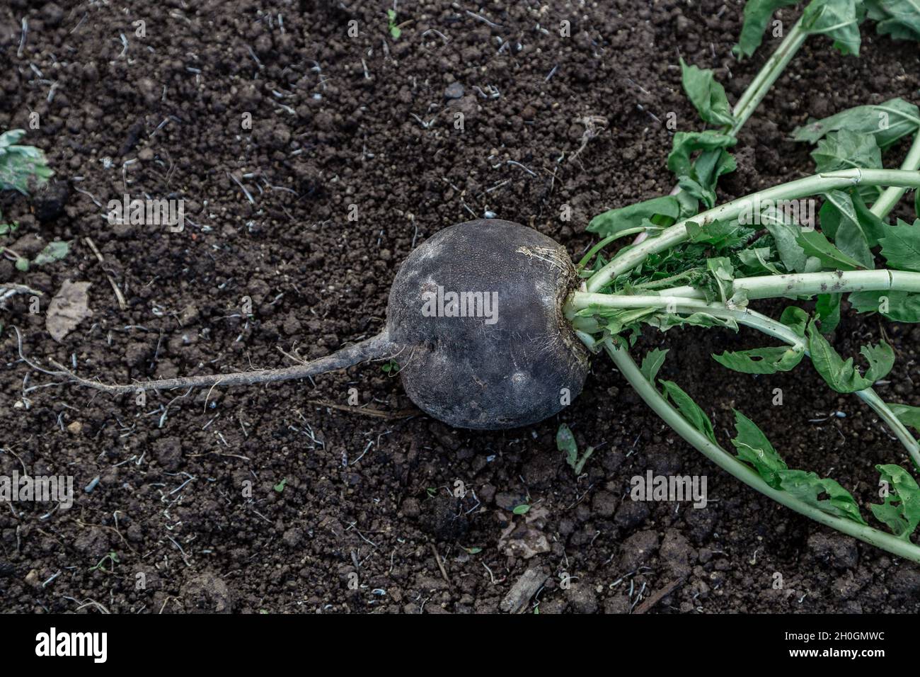 Black turnip hi-res stock photography and images - Alamy