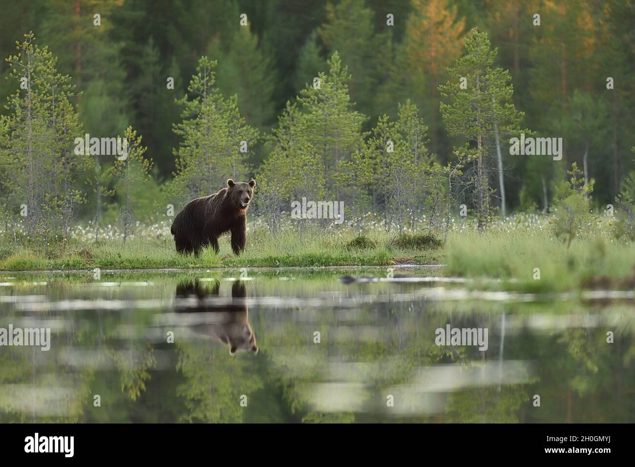 Brown bear in summer scenery with forest background Stock Photo - Alamy