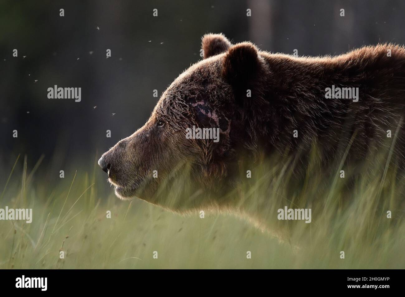 Brown bear portrait. Side view of brown bear face Stock Photo - Alamy