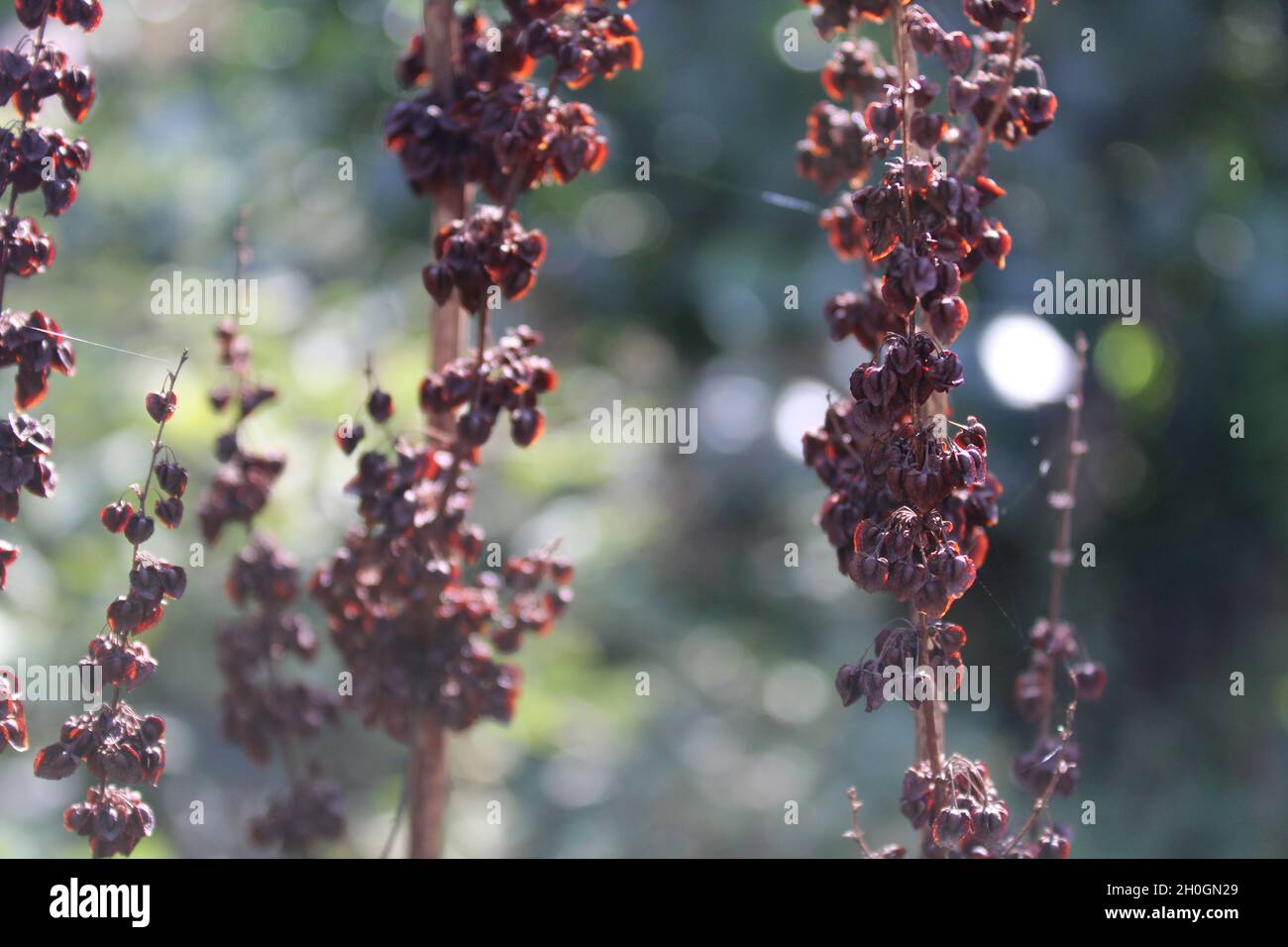 Must see iran nature hi-res stock photography and images - Alamy