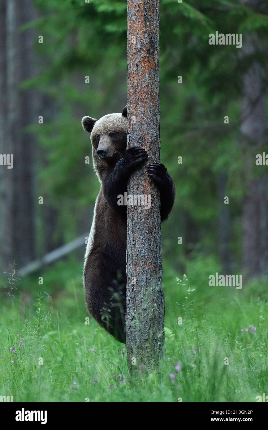 Nature save forest trees hi-res stock photography and images - Alamy