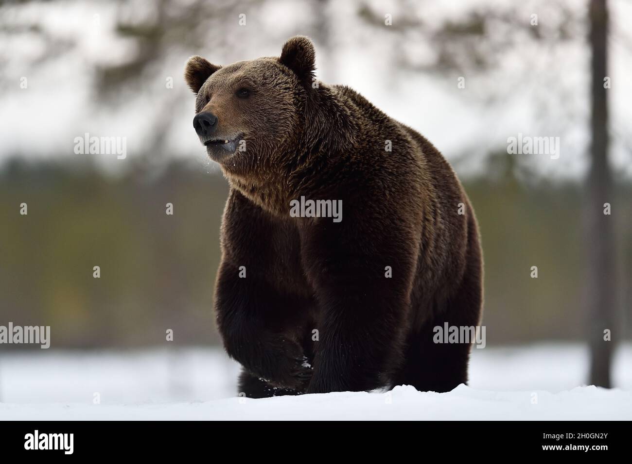 Big male brown bear on snow Stock Photo - Alamy