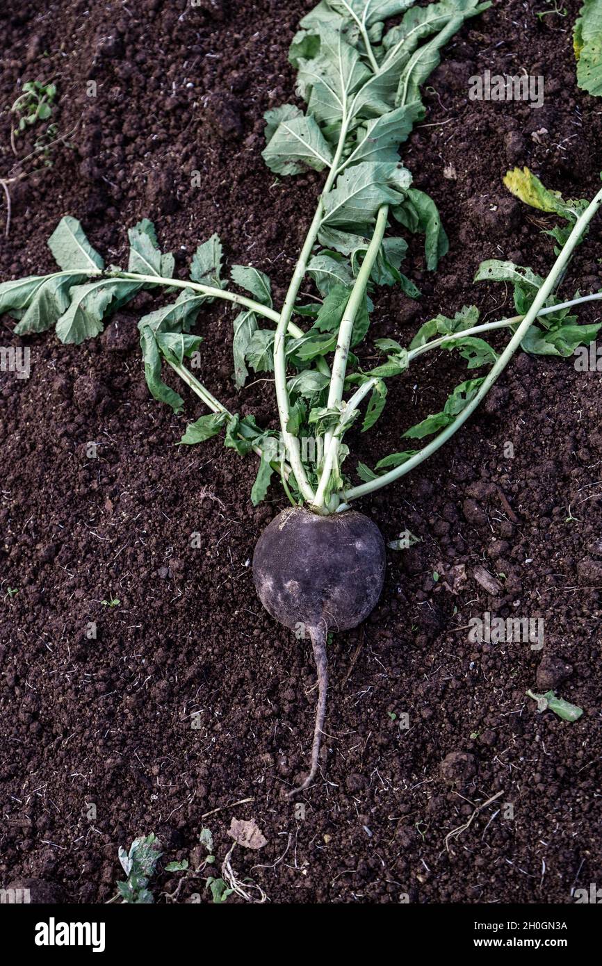 fresh black turnip lies in the garden Stock Photo - Alamy