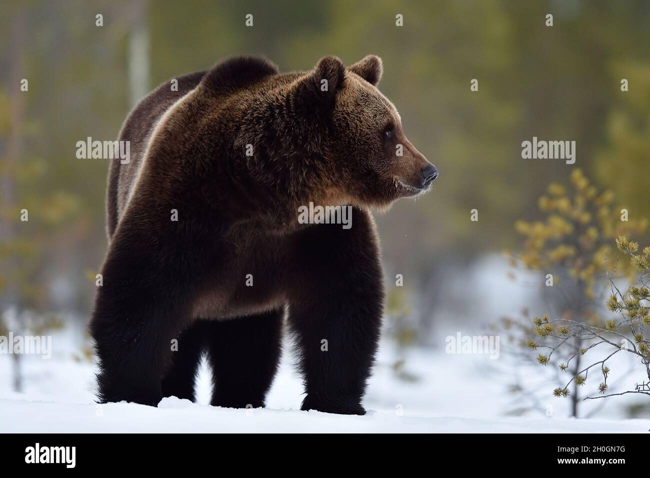 Posture pose hi-res stock photography and images - Alamy