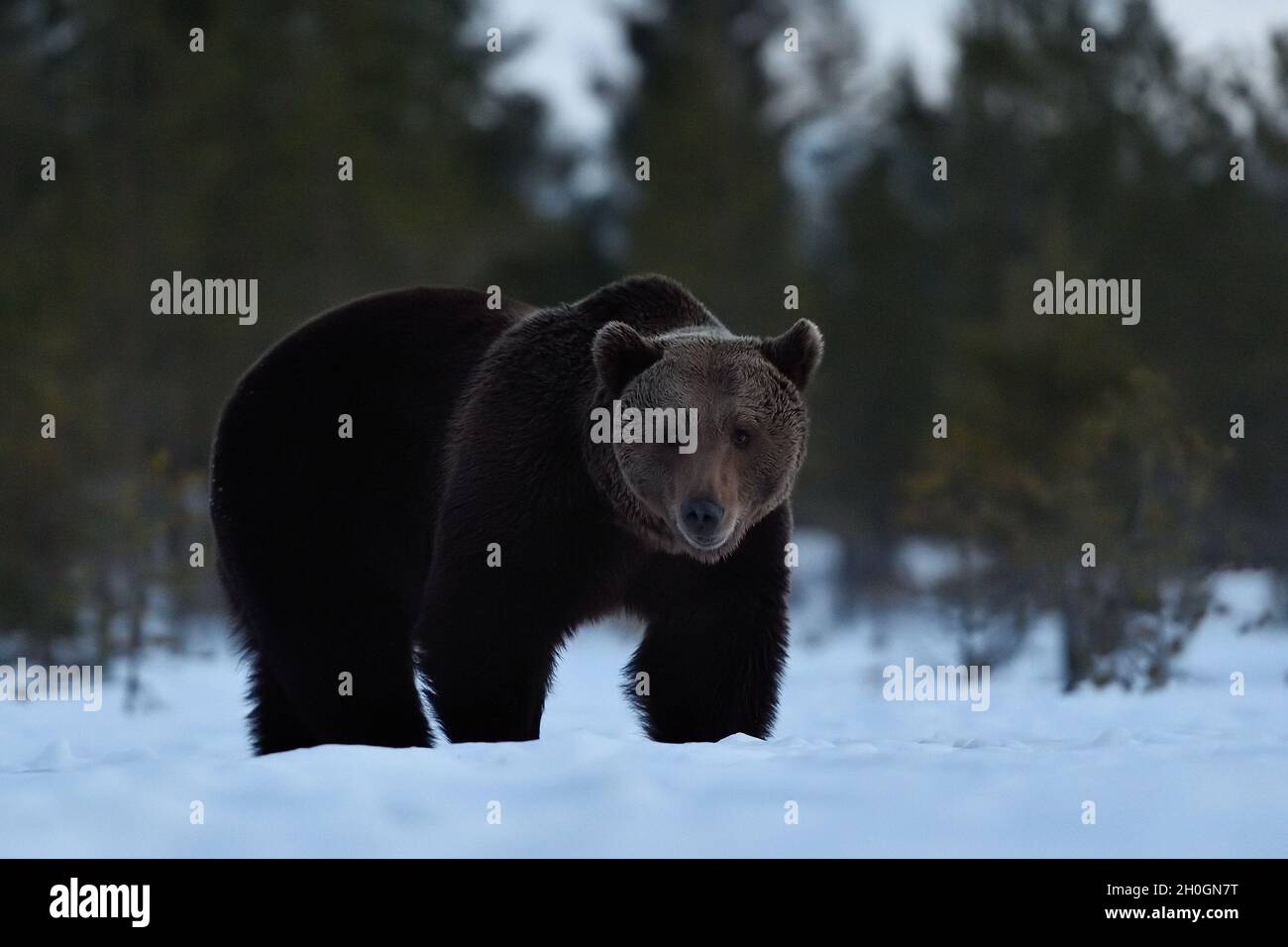 Brown bear snow hibernation hi-res stock photography and images - Alamy