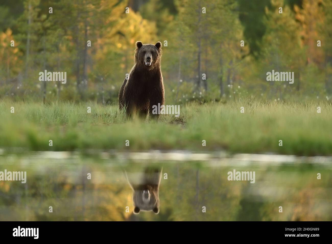 brown bear in summer landscape. bear in summer scenery Stock Photo - Alamy