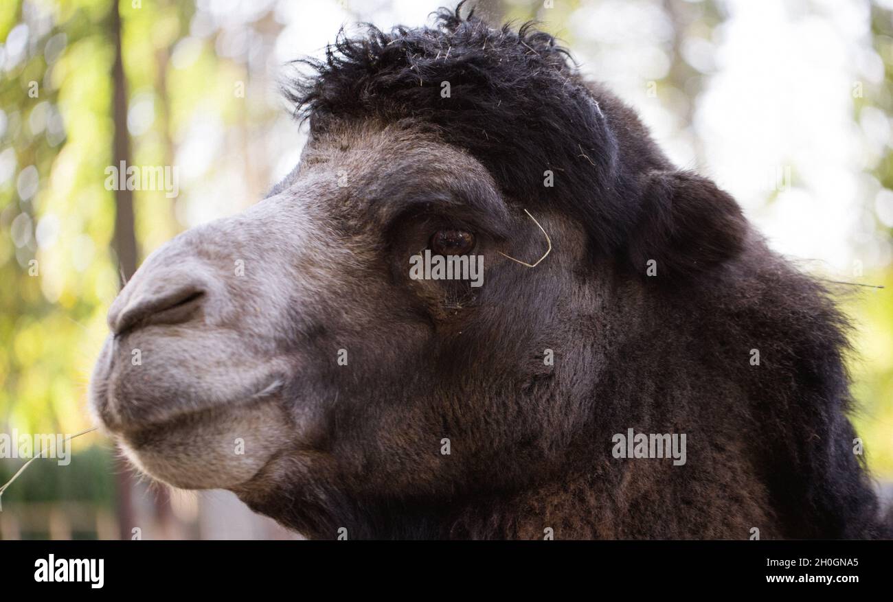 Camel watching into the camera. Closeup portrait of camel Stock Photo ...