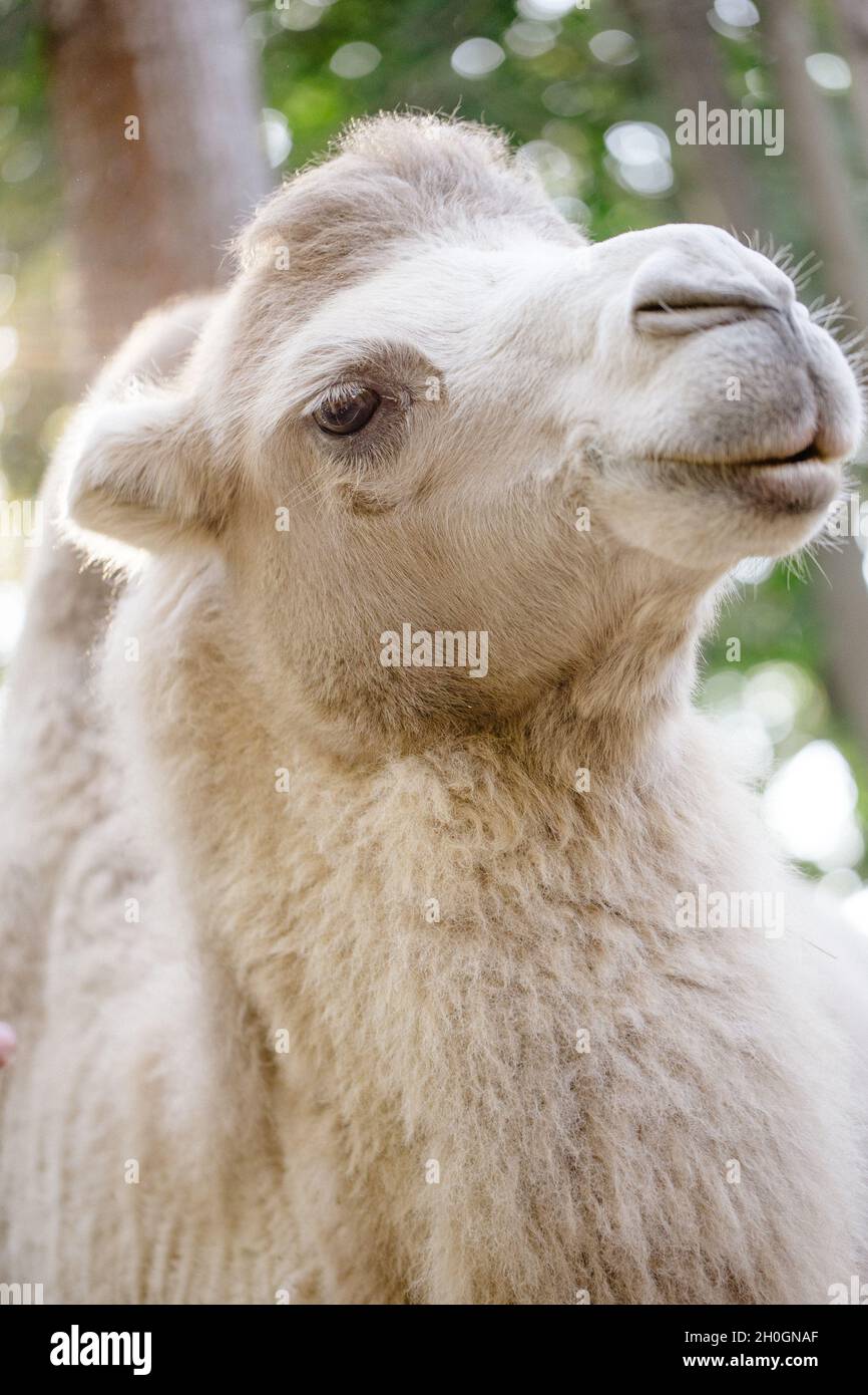 Camel watching into the camera. Closeup portrait of camel Stock Photo ...