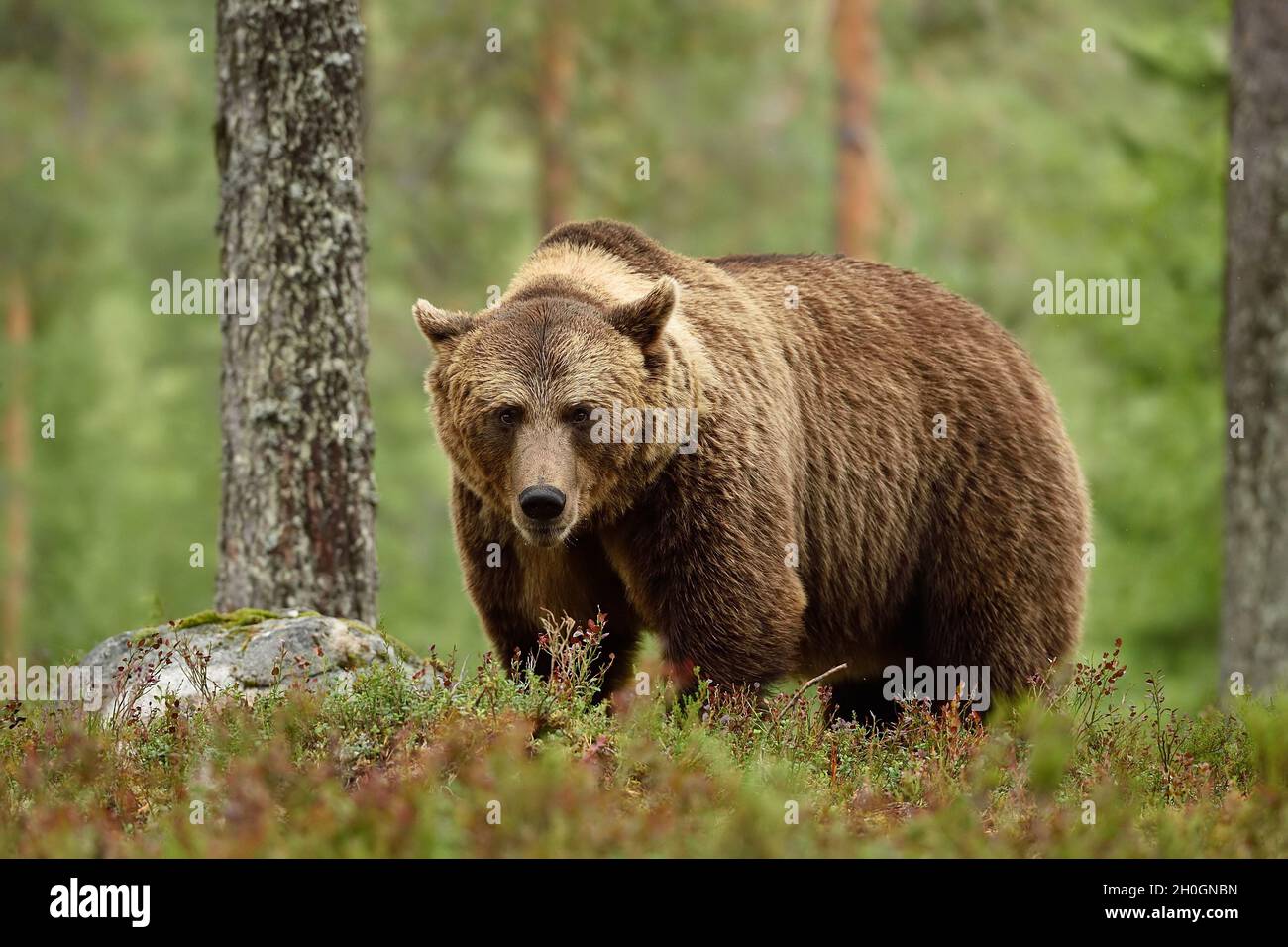 Male brown bear staring in forest. Brown bear looking at you in forest ...