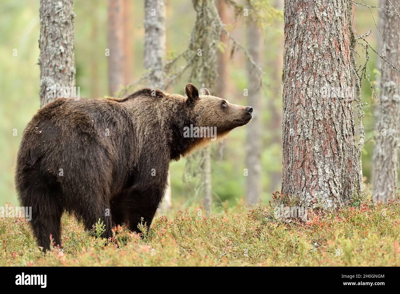 Brown bear sniffing hi-res stock photography and images - Alamy