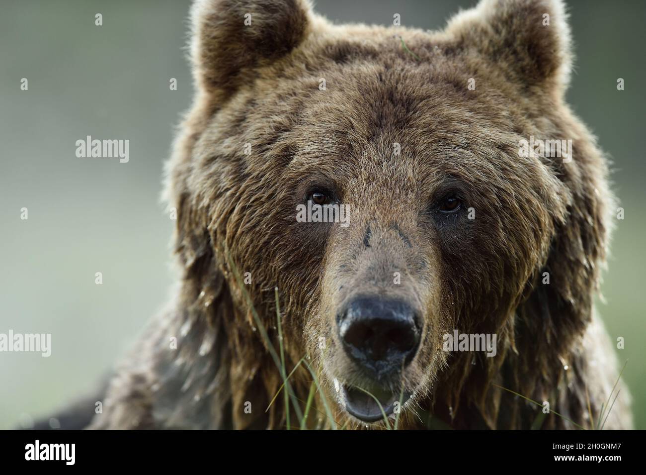 bear face. bear portrait Stock Photo - Alamy