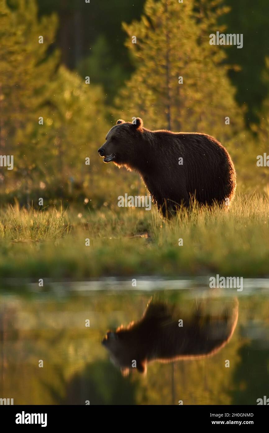brown bear in summer landscape with water reflection Stock Photo - Alamy