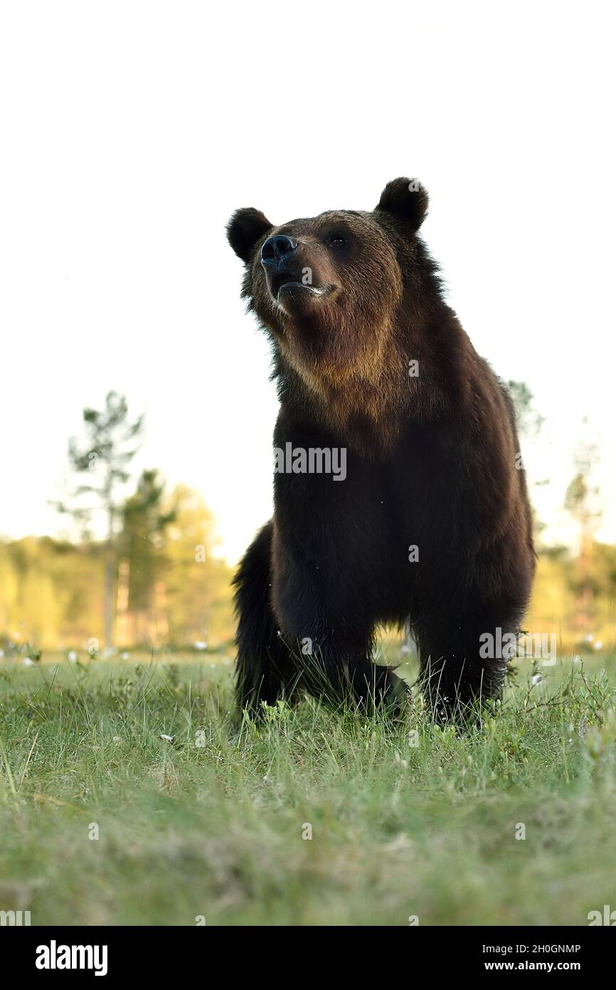 Brown bear low angle view. Bear close up Stock Photo - Alamy