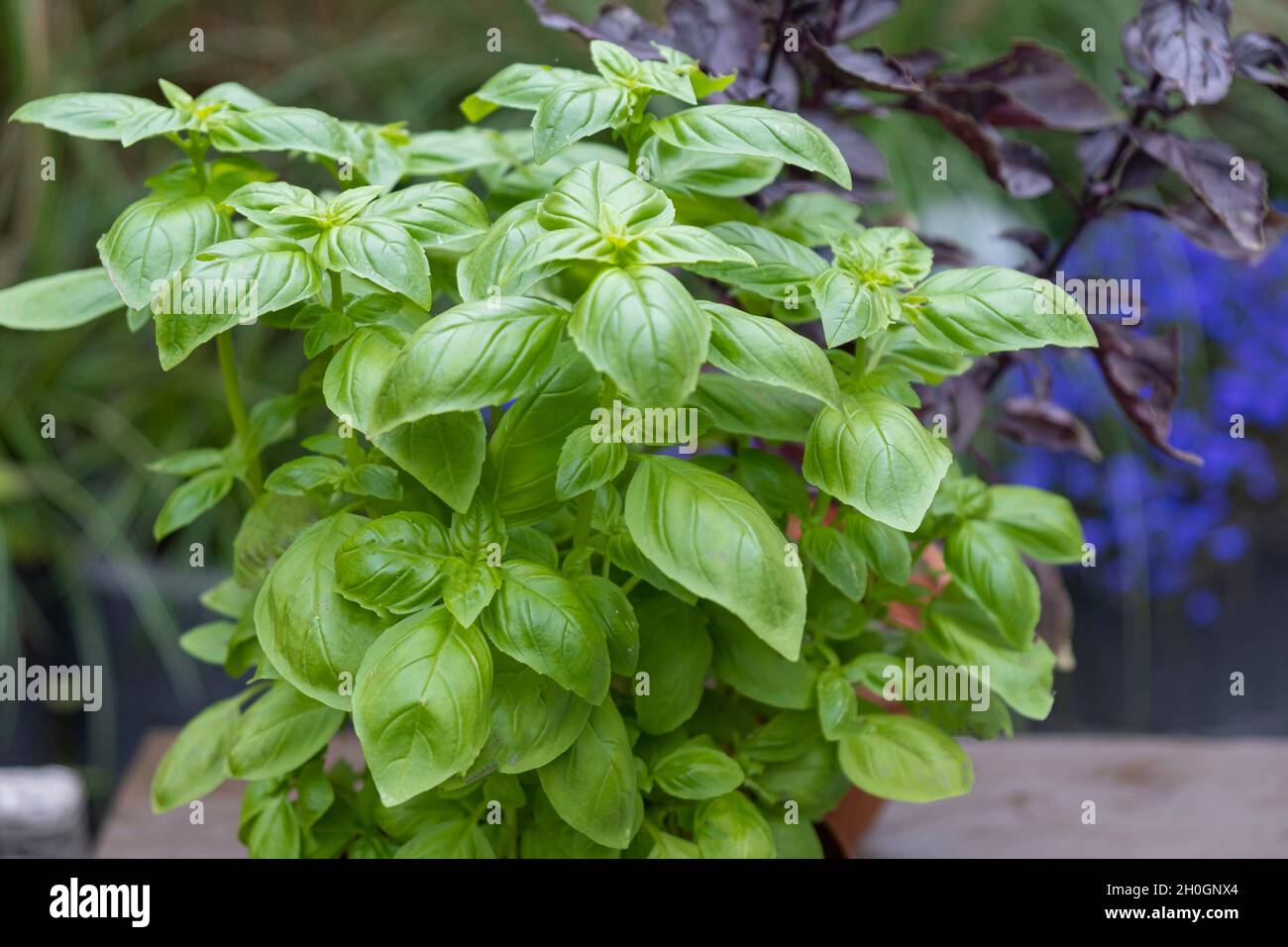 Bush basil herb hi-res stock photography and images - Alamy