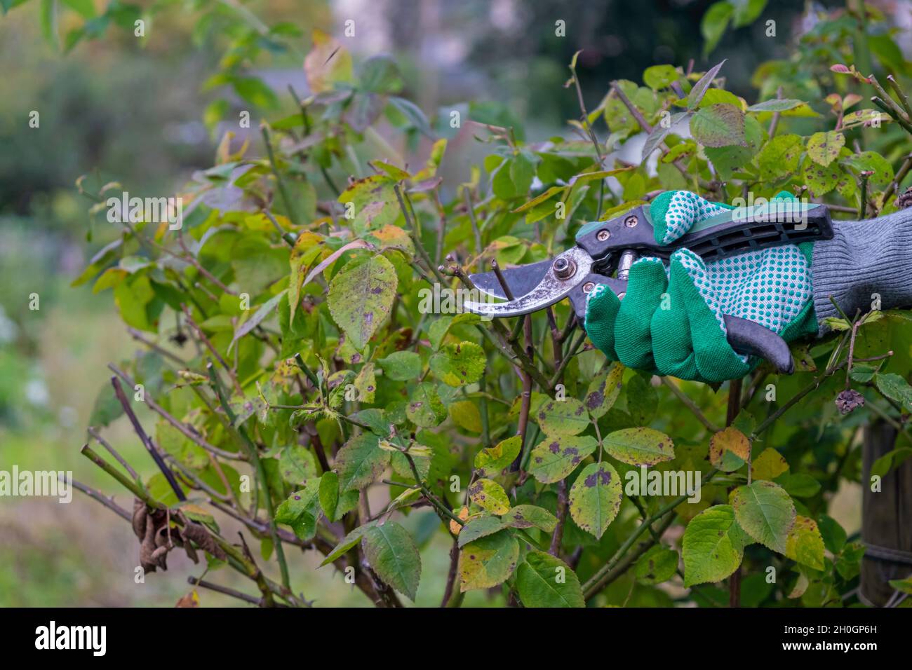 Garden cutter rose bushes in autumn. Fall tailor roses Stock Photo - Alamy