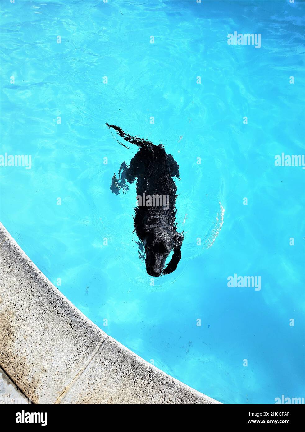 Black Labrador in pool Stock Photo - Alamy