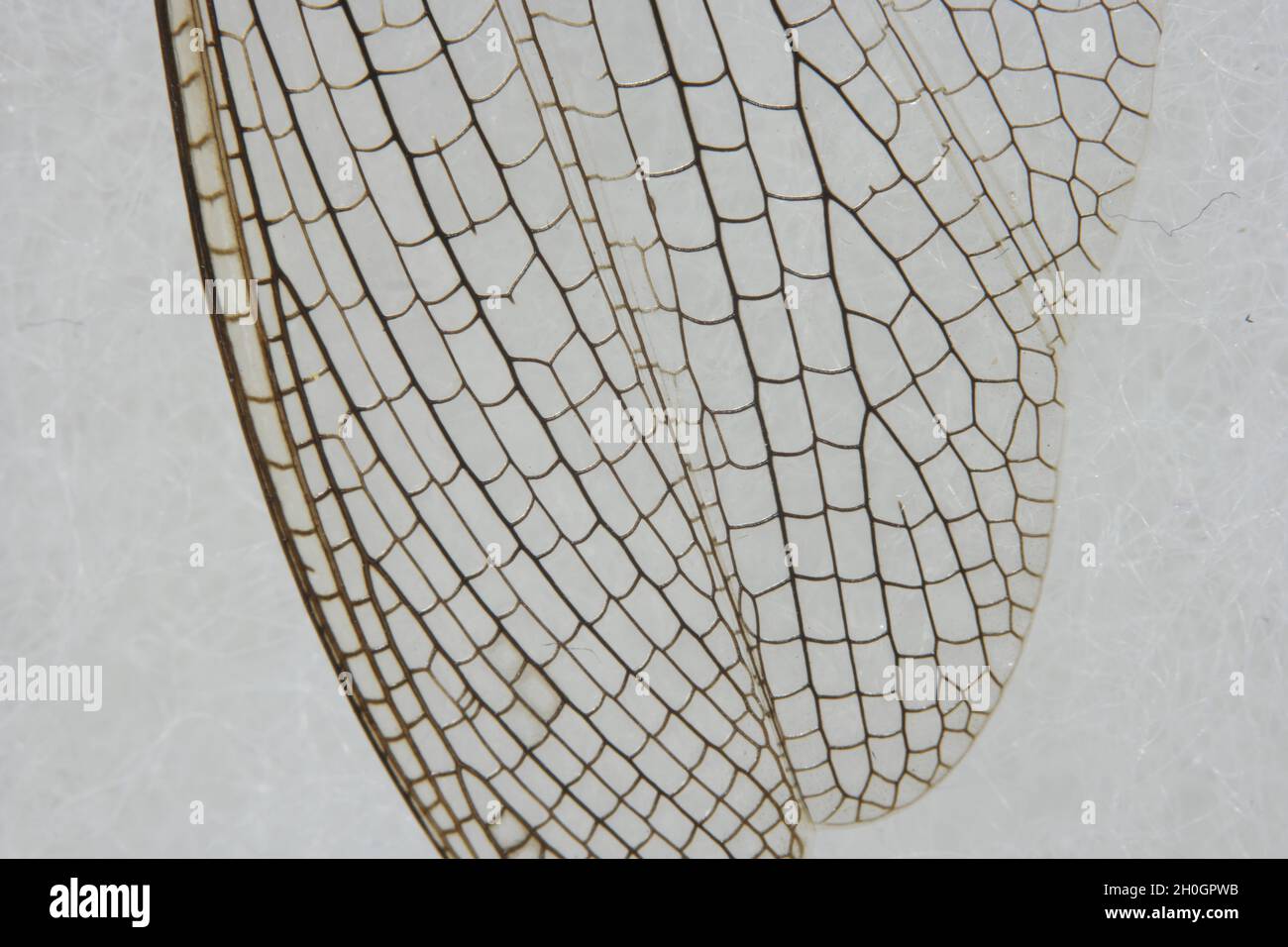 Insects with transparent wings hi-res stock photography and images - Alamy