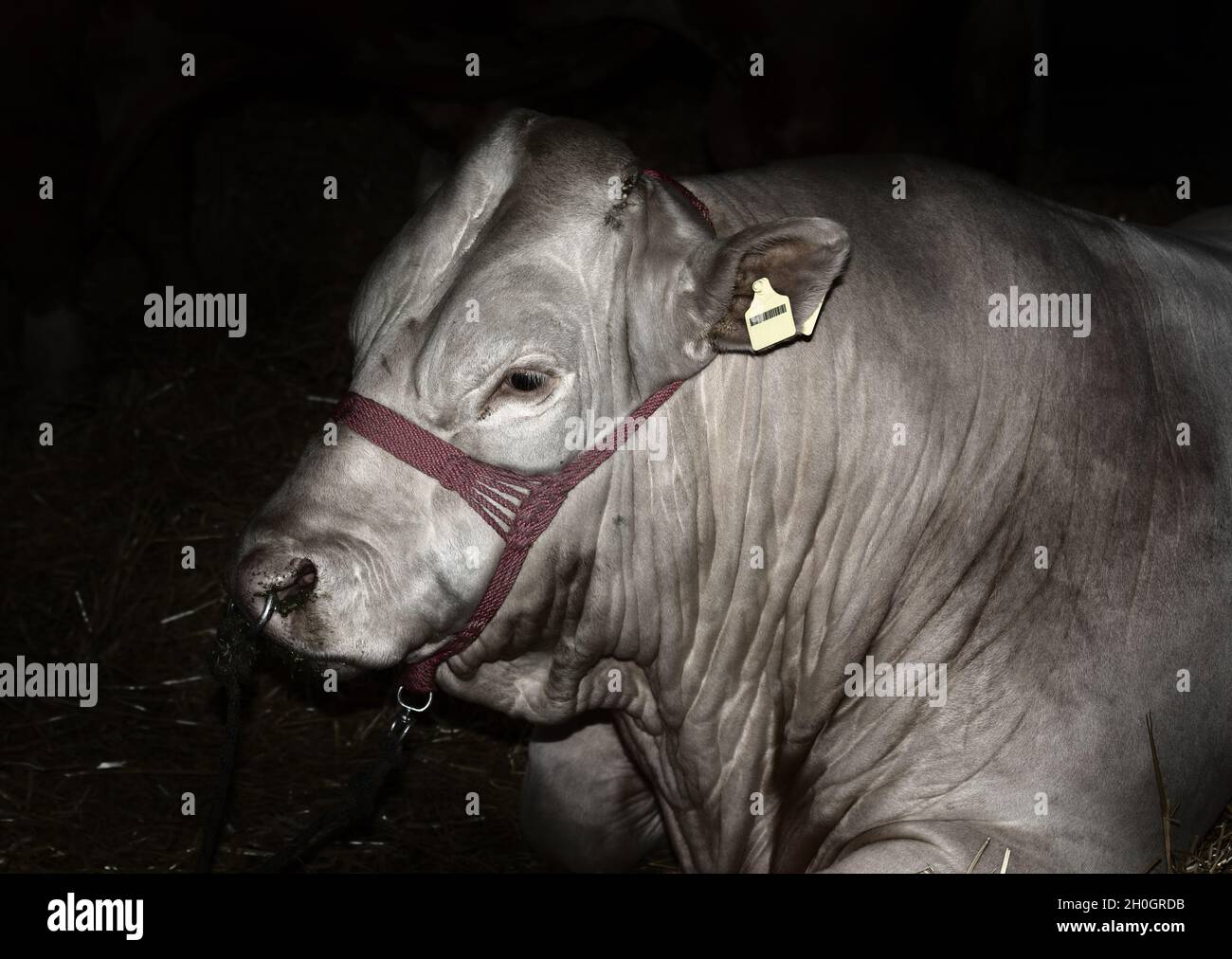 Black and white image of bull lying on straw in pen Stock Photo - Alamy