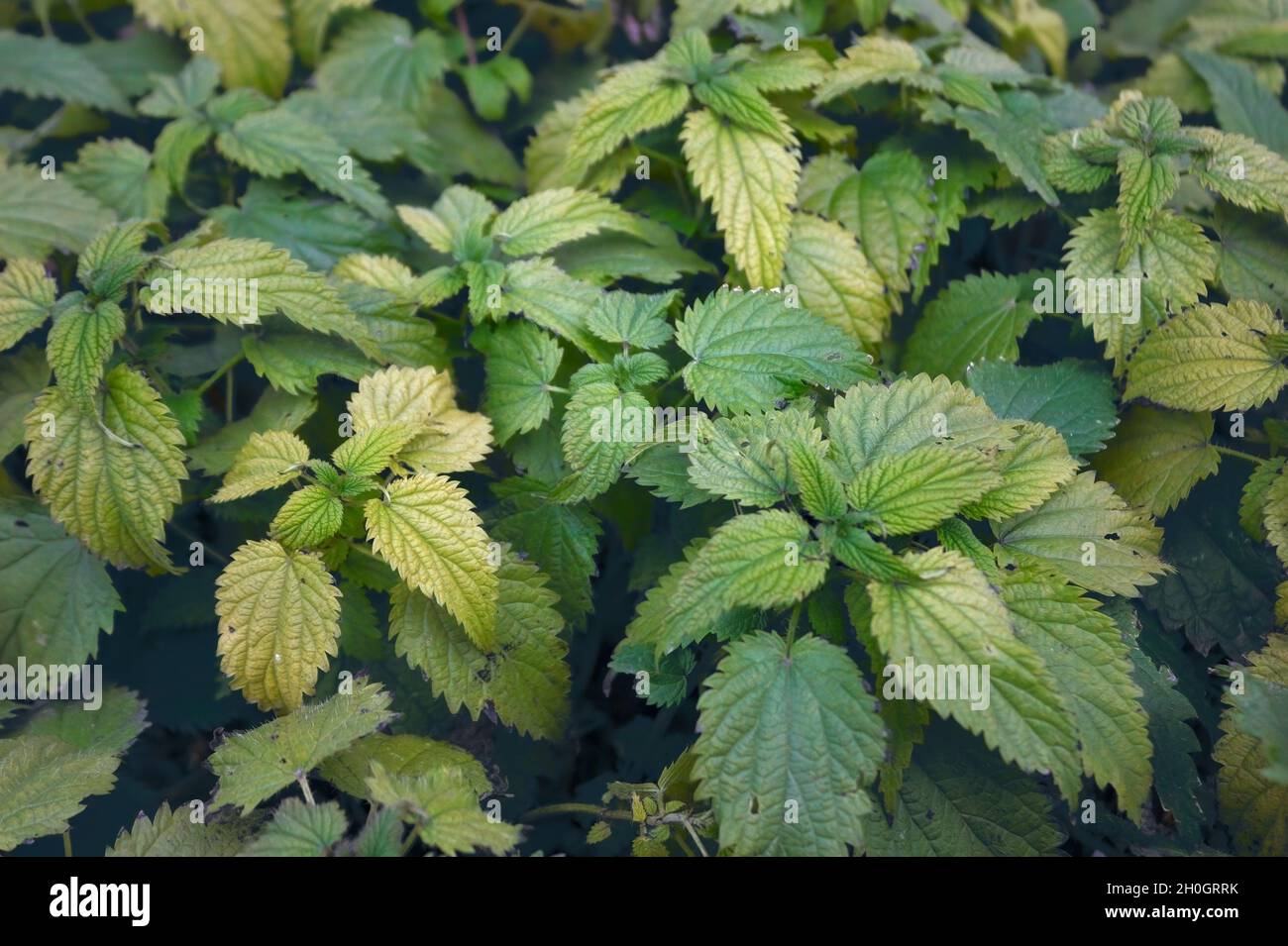 Autumn nettle leaves natural vegetable background Stock Photo - Alamy