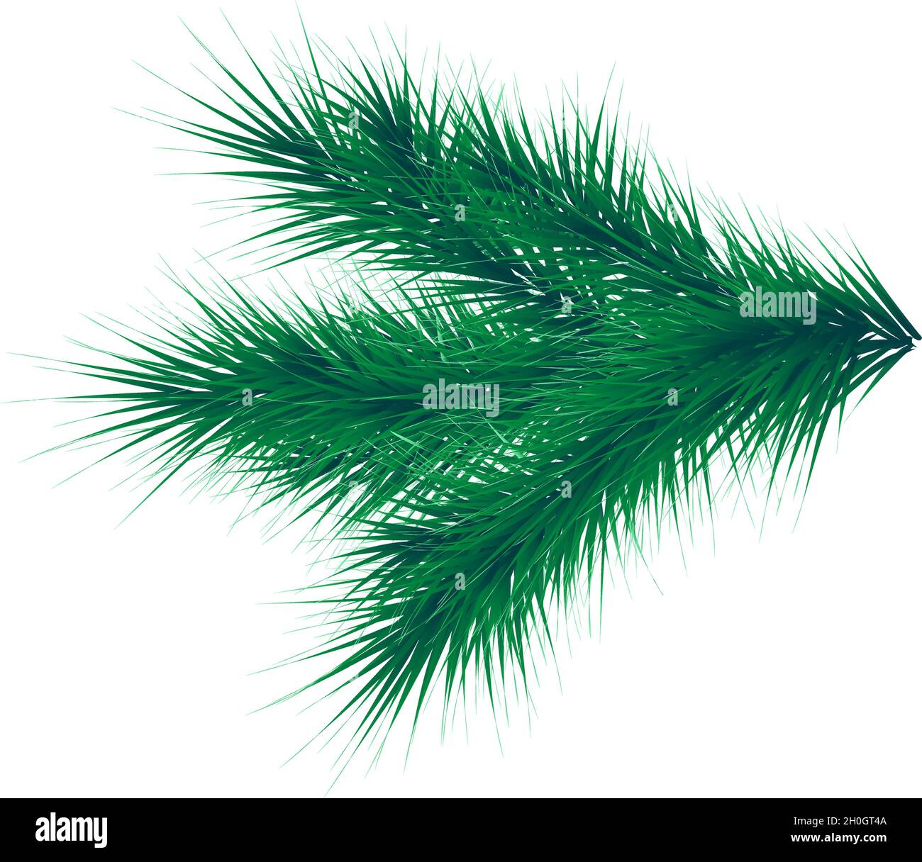 Green lush spruce branch. Fir branches. vector illustration Stock ...
