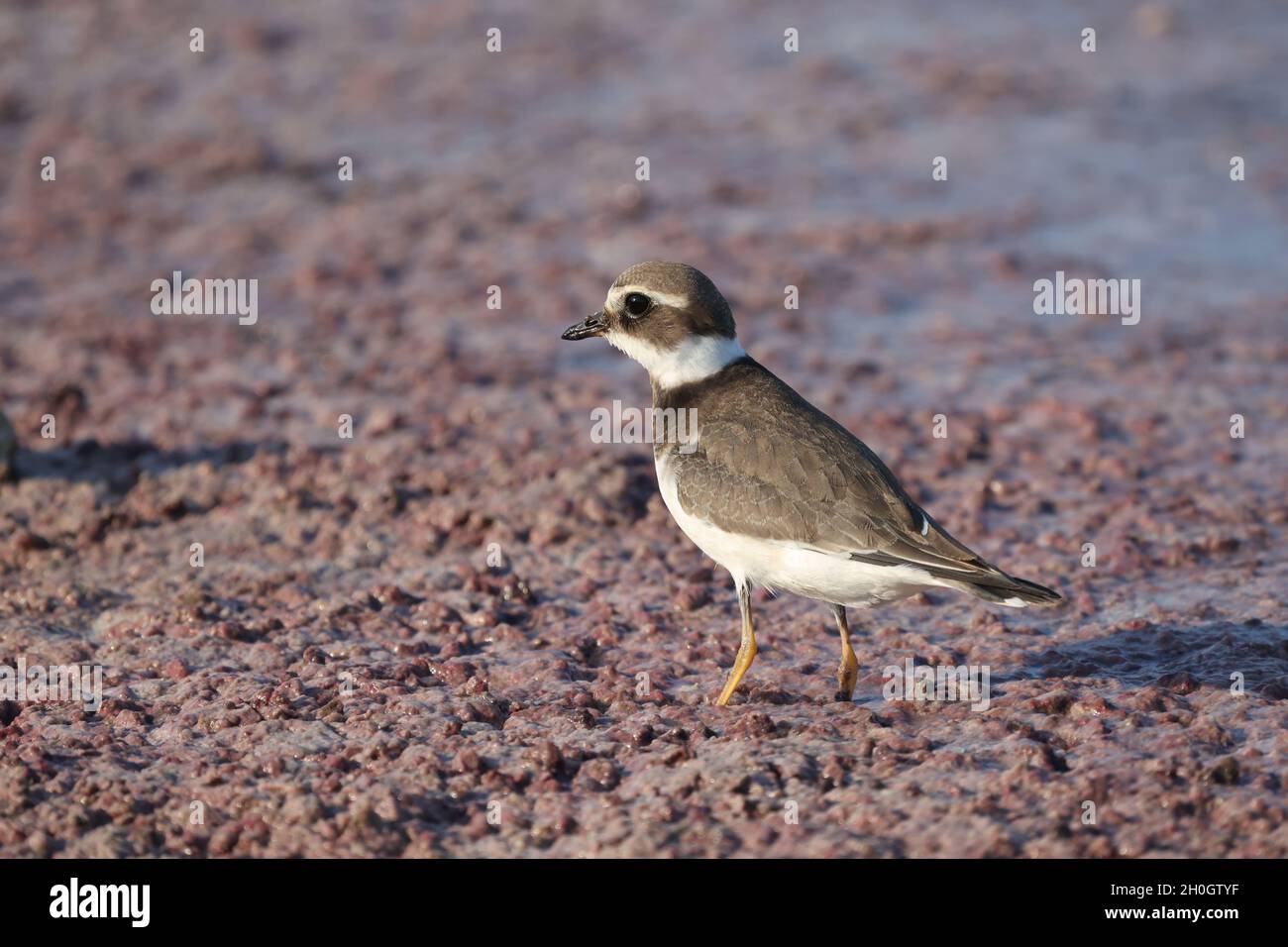 Little-ringed plover walking in shallow water in search of food Stock ...