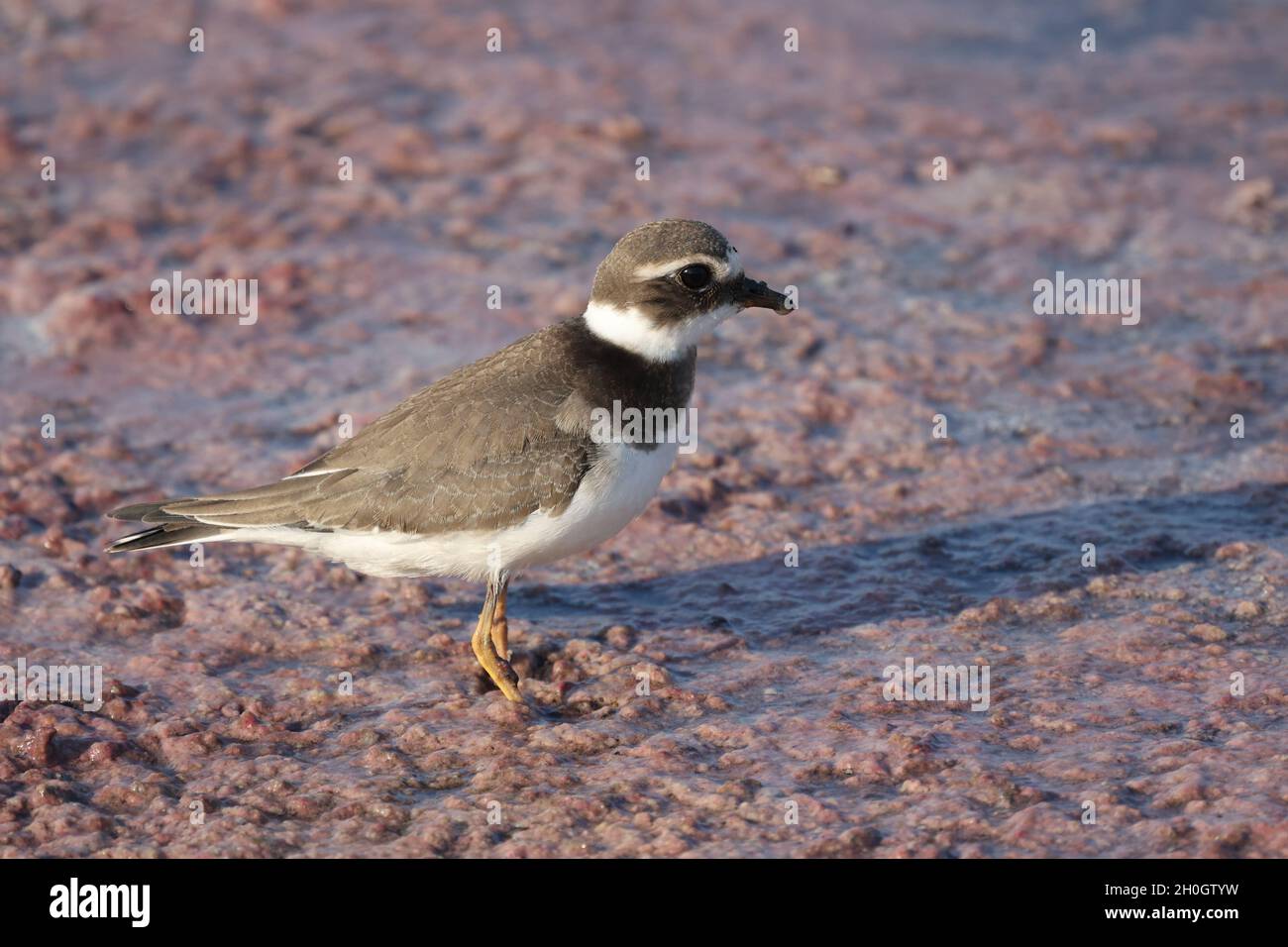 Little-ringed plover walking in shallow water in search of food Stock ...